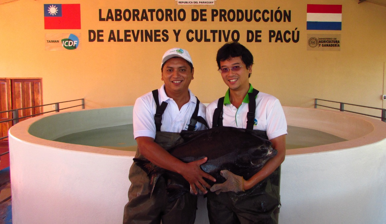 Logran exitosa producción en masa de pacú gracias a asistencia de ...