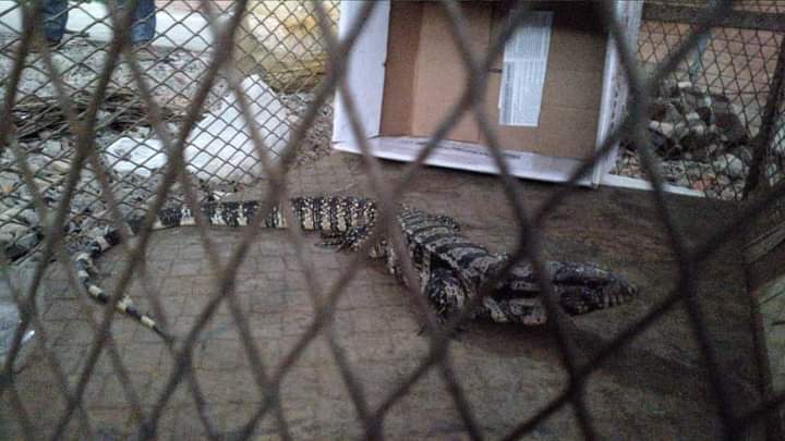 Rescatan a teju guasu en Coronel Oviedo - trece