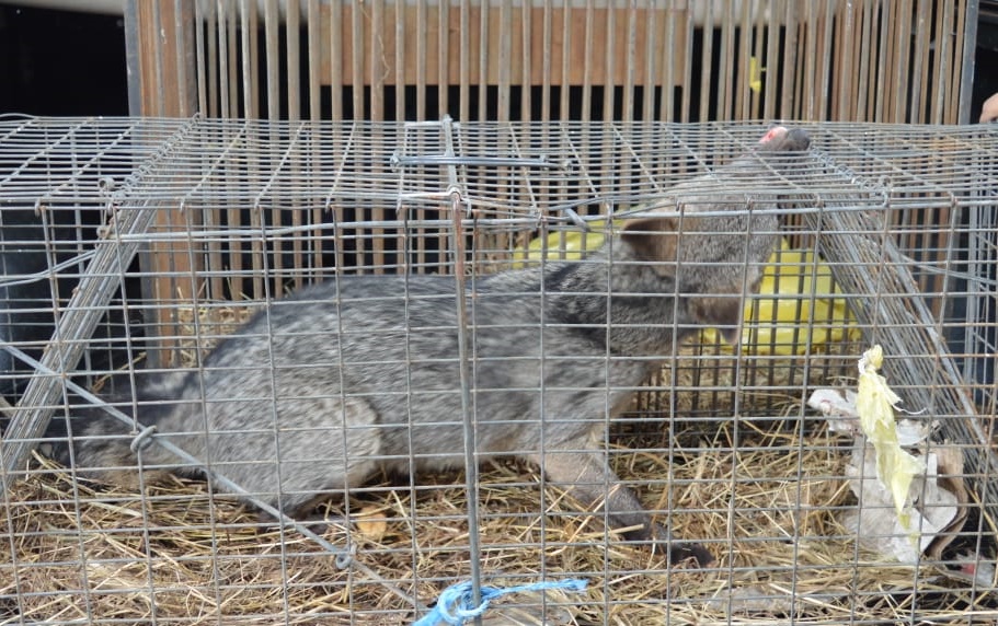 Aguara´i fue rescatado de una vivienda en Luque - trece